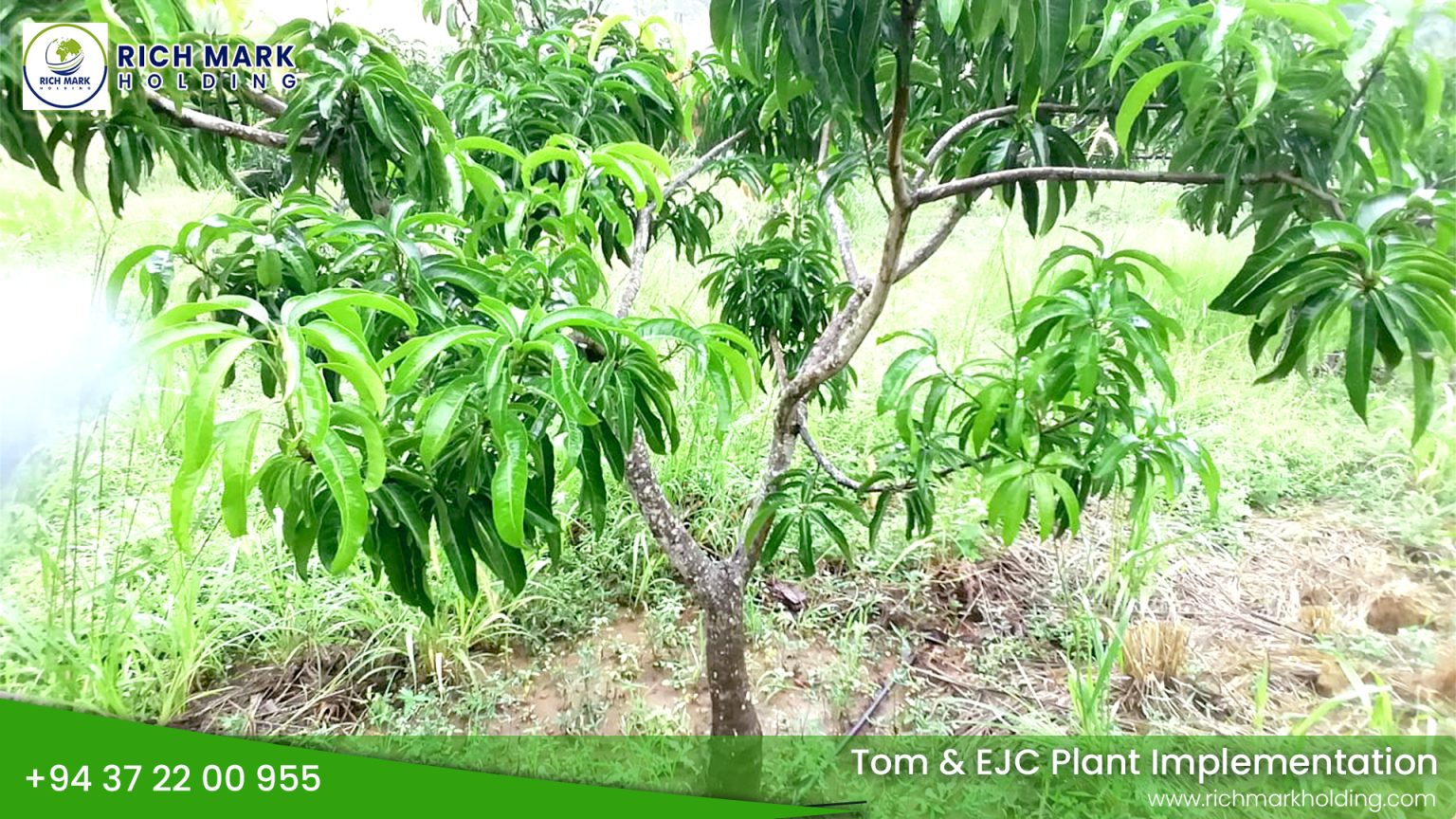 Rich Mark Holding (Pvt) Ltd – A Green Investment | A Prosperous Future